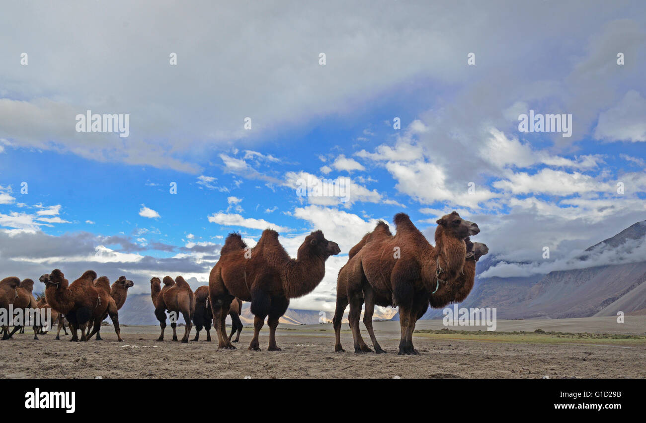 Bactrian camel in the cold desert of Hundar, Nubra Valley, Ladakh ...