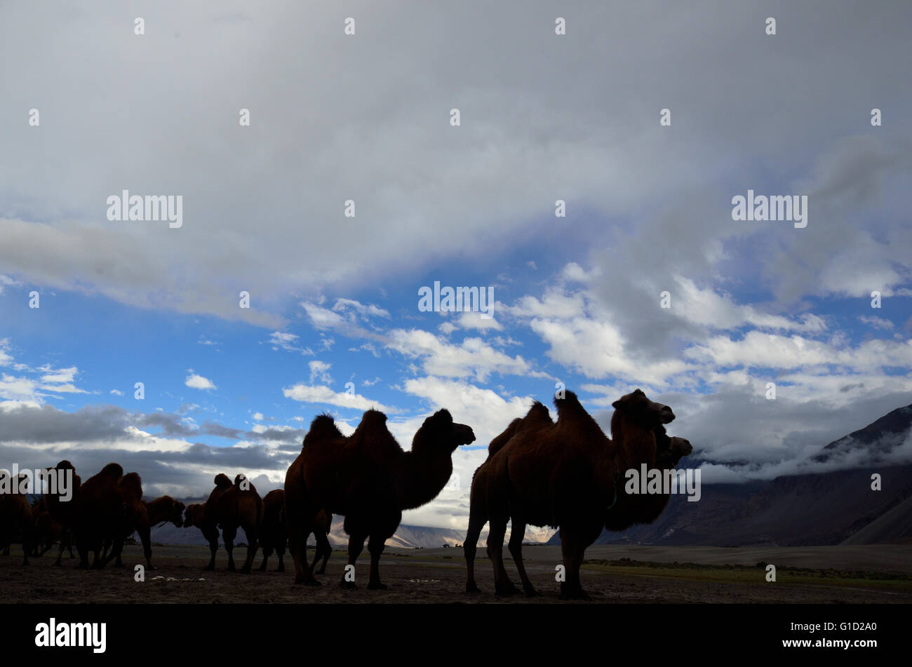 Bactrian camel in the cold desert of Hundar, Nubra Valley, Ladakh ...