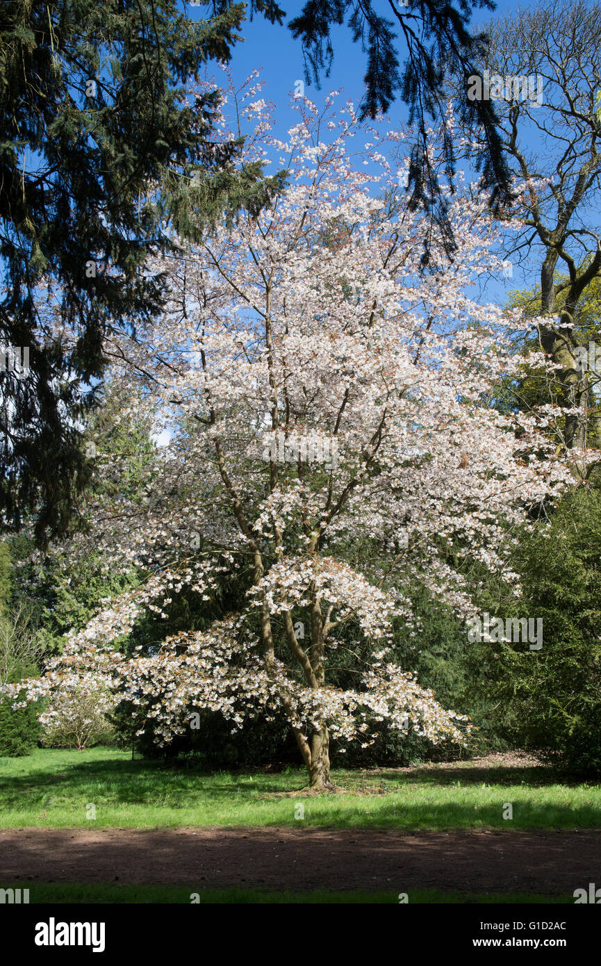 Prunus Jamasakura. Japanese Mountain Cherry tree in blossom at ...