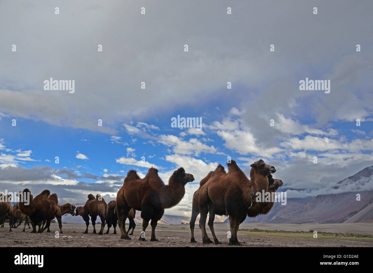 Bactrian camel in the cold desert of Hundar, Nubra Valley, Ladakh ...