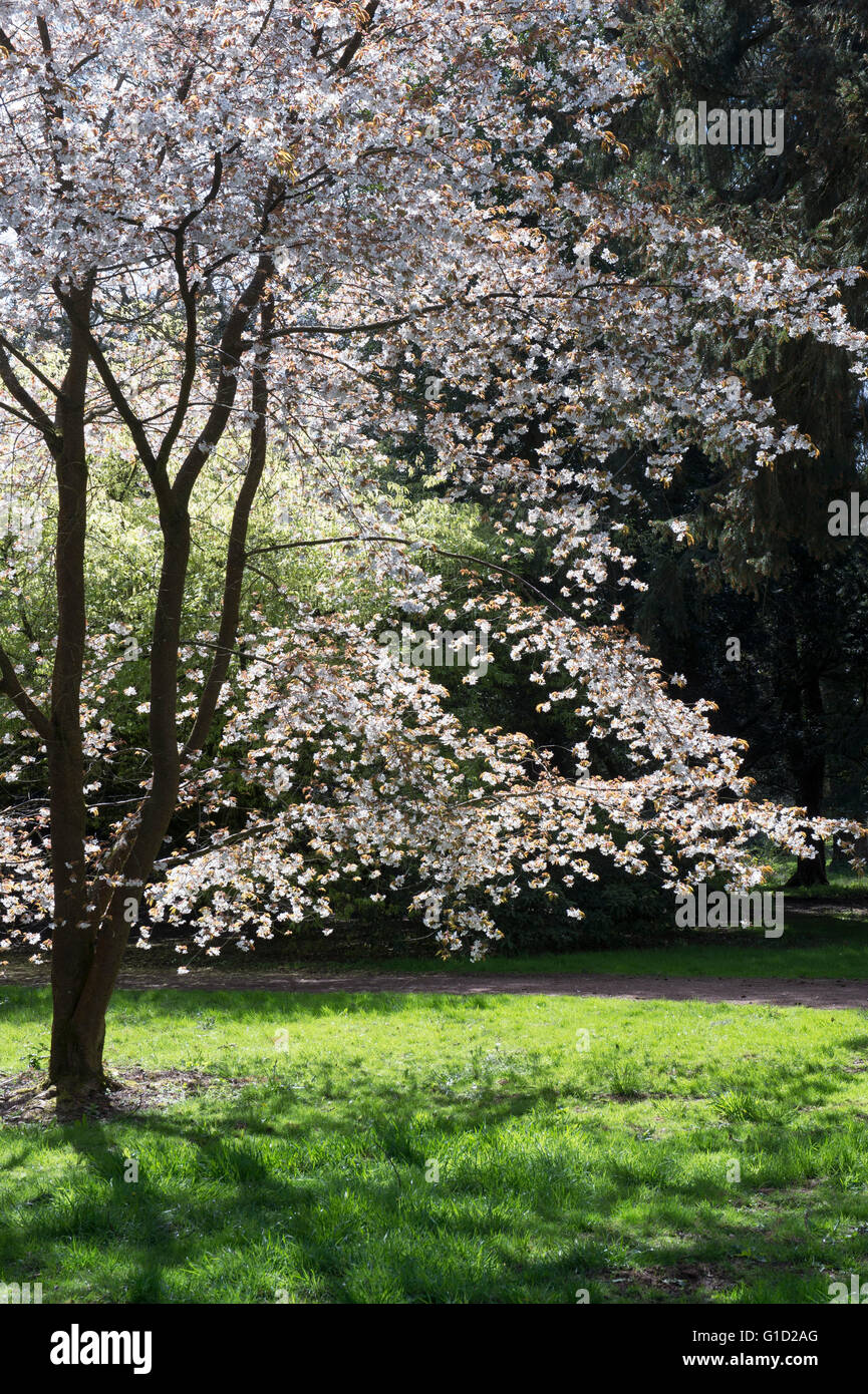 Prunus Jamasakura. Japanese Mountain Cherry tree in blossom at ...