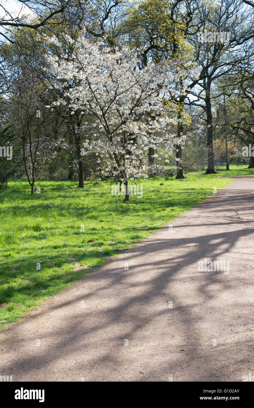 Prunus serrulata Tai Haku. Great white cherry tree in blossom at ...