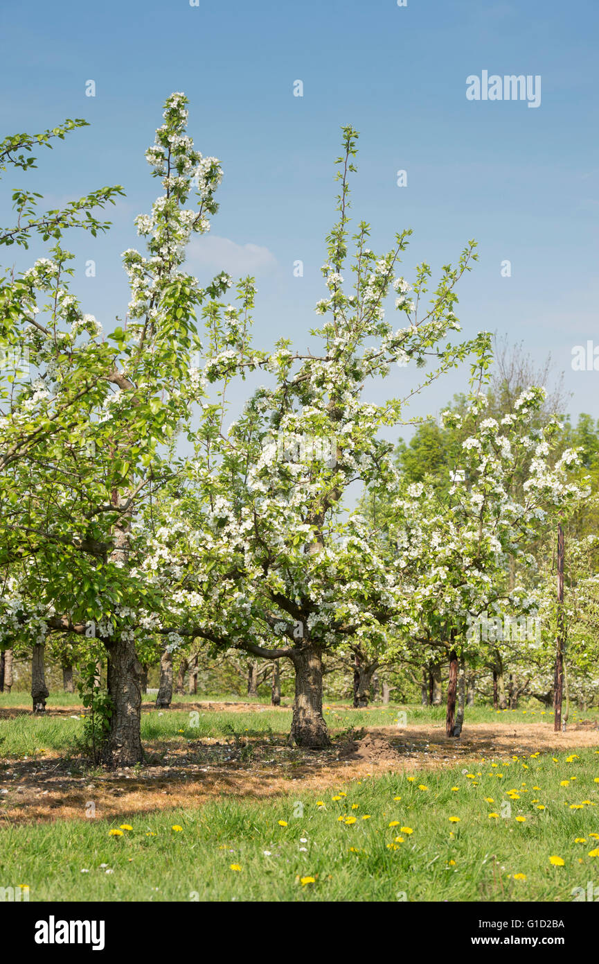 Pyrus communis Belle Julie. Pear tree orchard in blossom at RHS Wisley ...