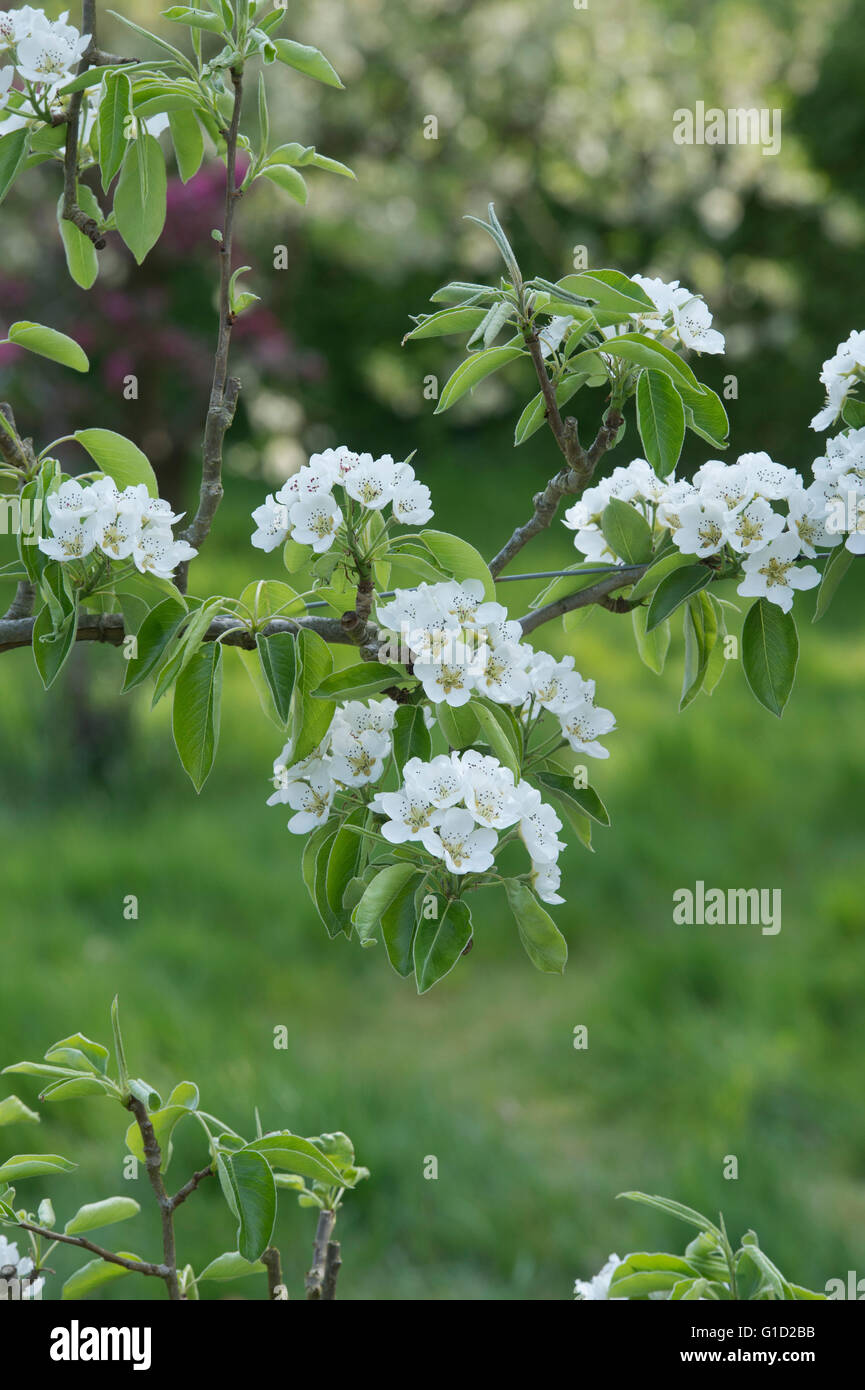 Fan trained fruit trees rhs hi-res stock photography and images - Alamy