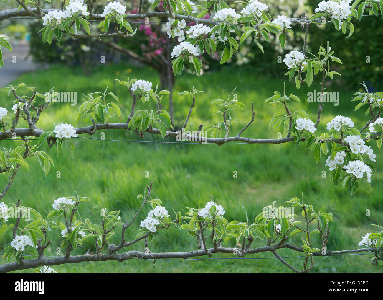 Fan Trained Pyrus communis Concorde tree. Pear tree in blossom at RHS ...