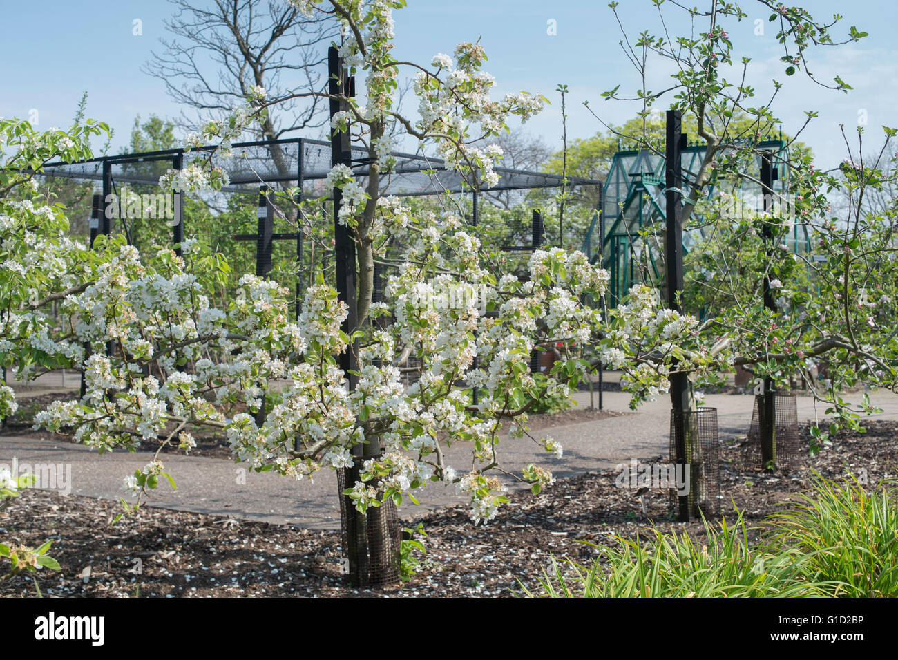Pyrus 'merton pride'. Pear tree in blossom in the fruit garden at RHS ...