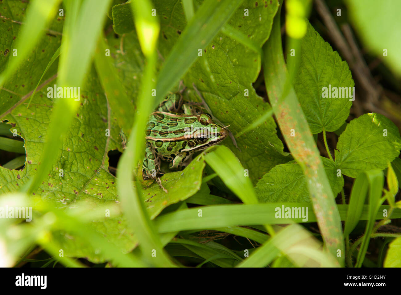 Northern leopard frog hiding amongst the weeds in a marsh Stock Photo ...