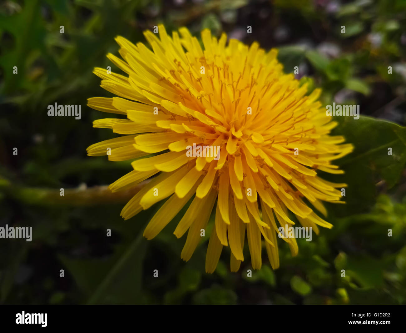 Dandelion foliage hi-res stock photography and images - Alamy