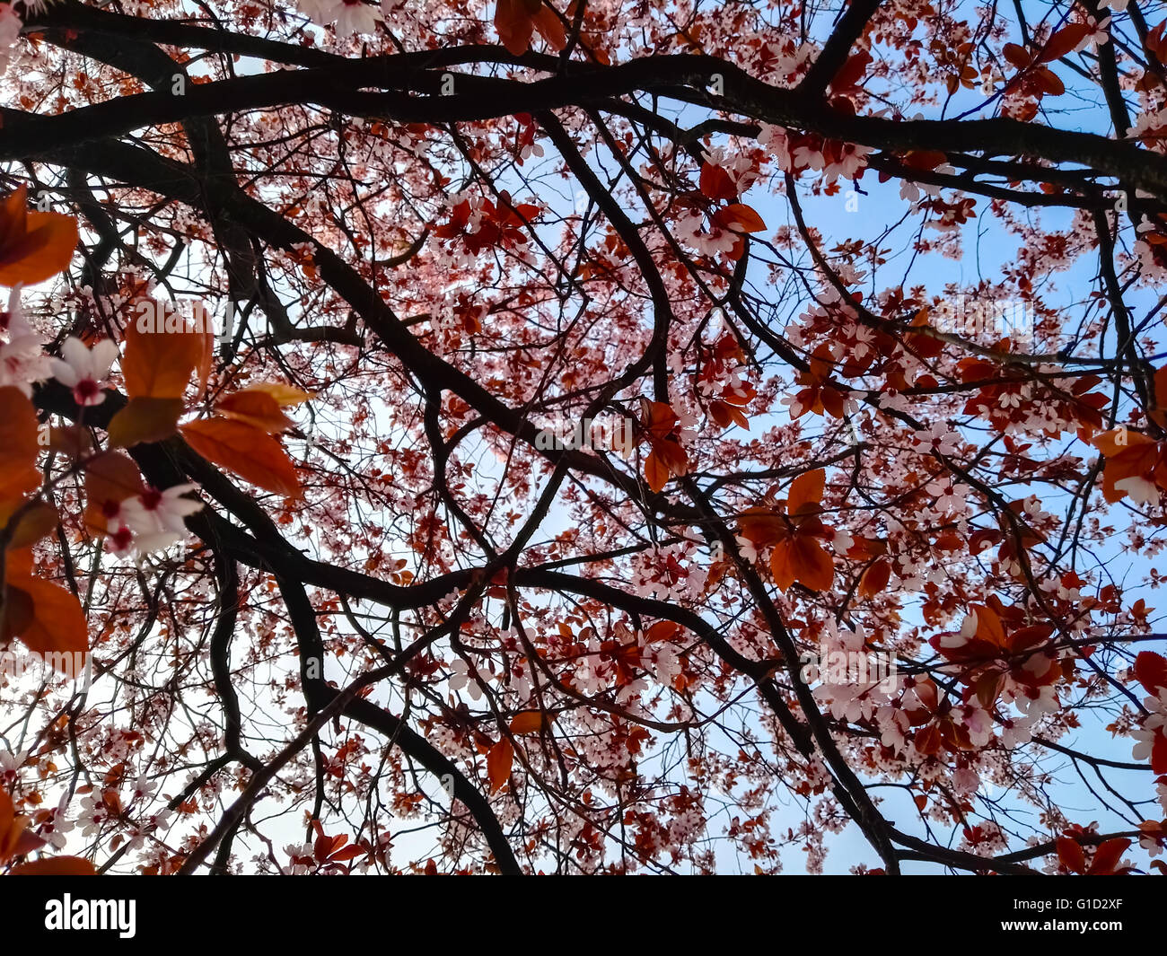 Pink flowers and tree in spring Stock Photo - Alamy