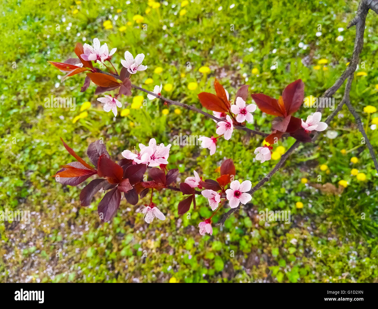 Pink flowers and tree in spring Stock Photo - Alamy