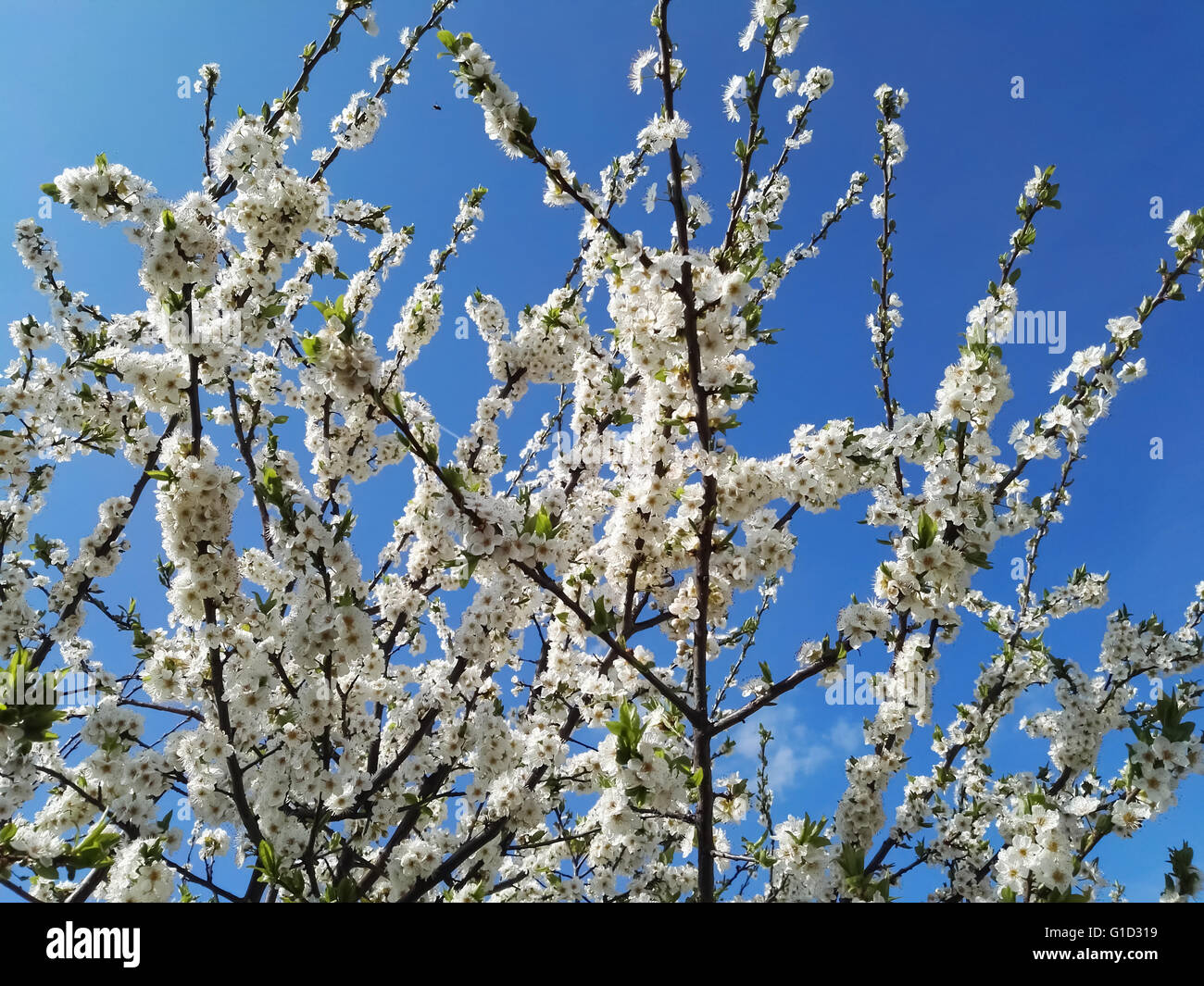White flowers and tree in spring Stock Photo - Alamy