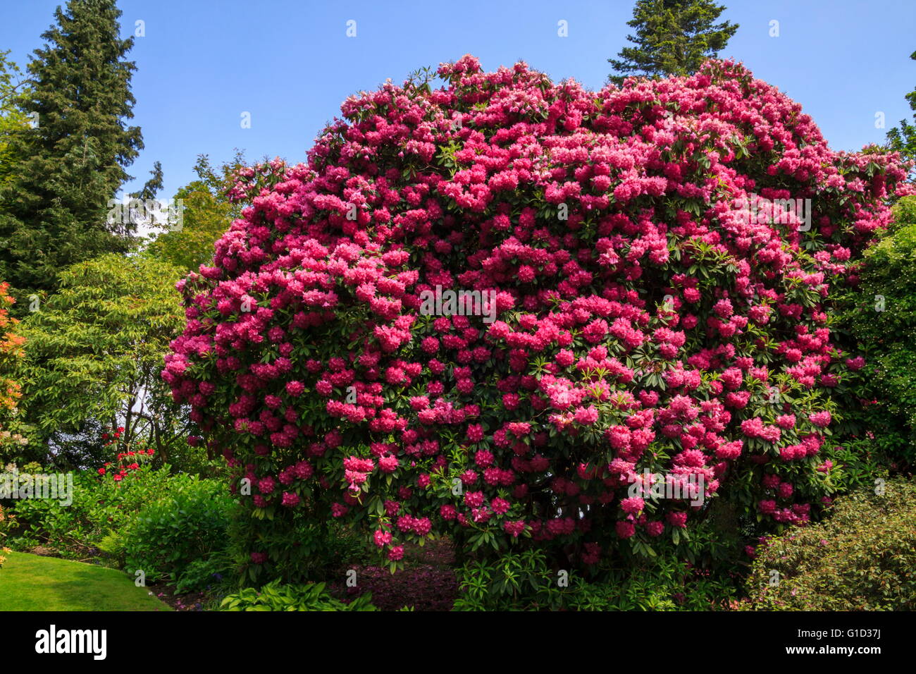 A Rhododendron bush in full bloom Stock Photo - Alamy