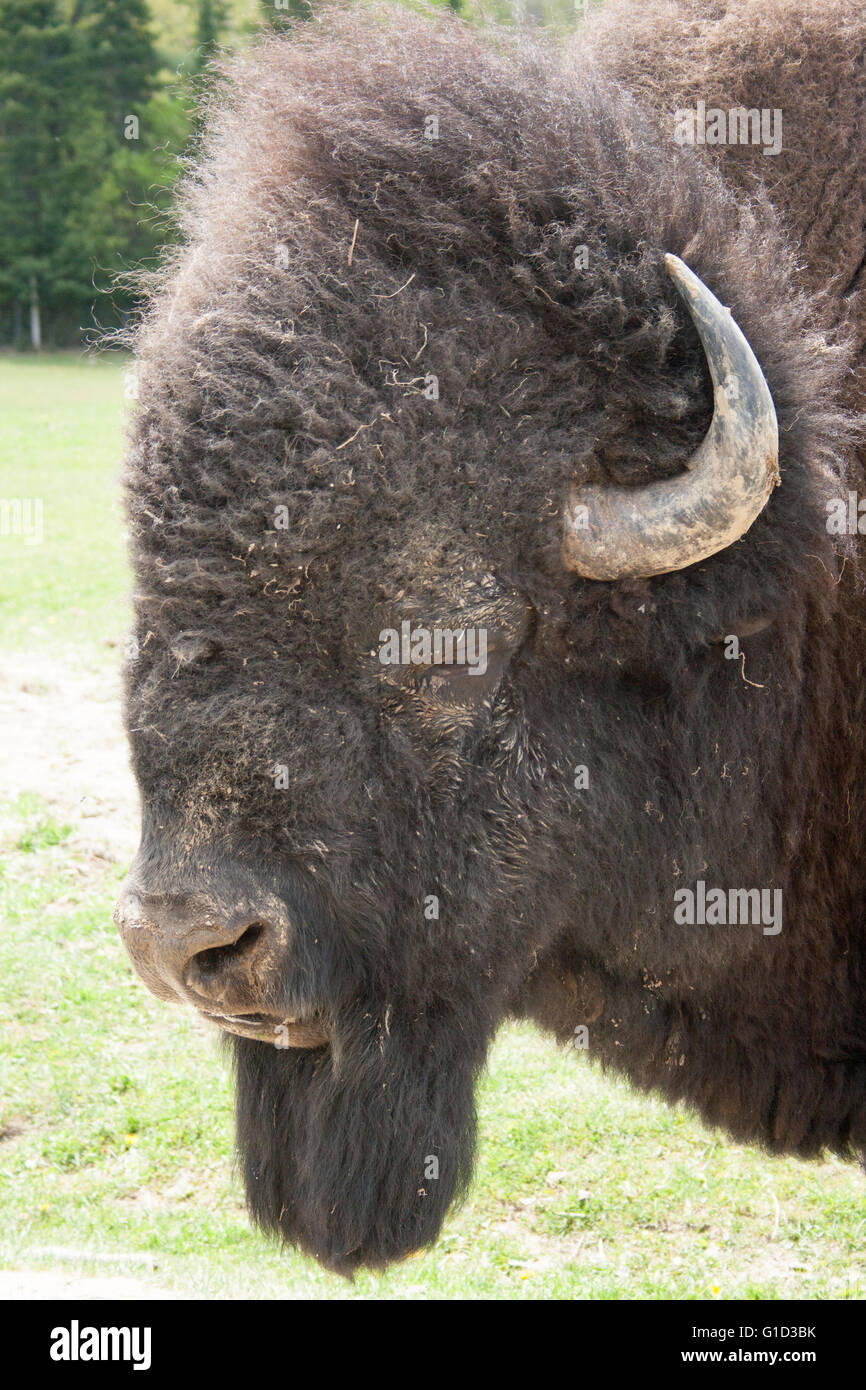 American Bison (bison bison), profile Stock Photo - Alamy