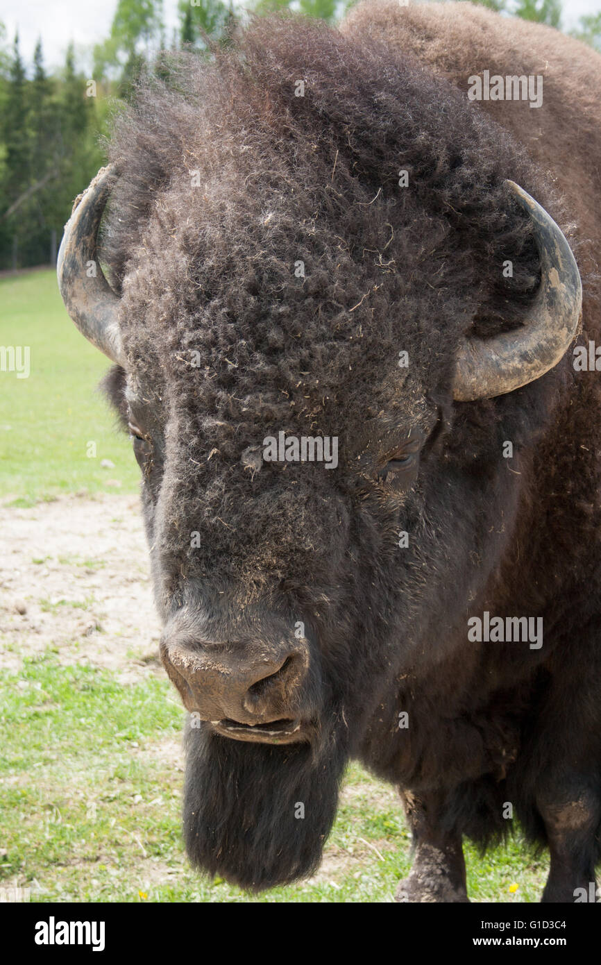 American Bison (bison bison), face on Stock Photo - Alamy