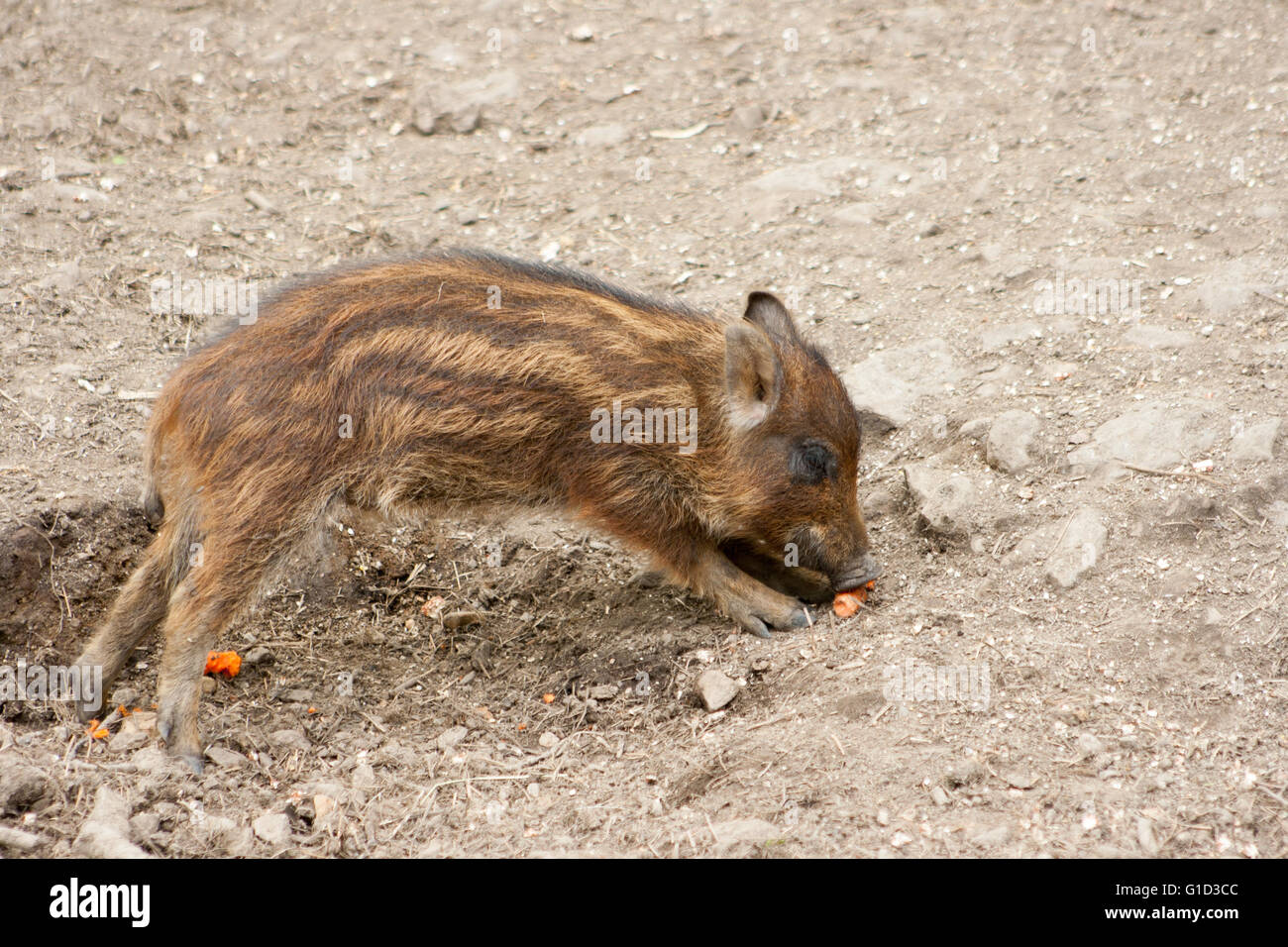 Young wild boar (captive Stock Photo - Alamy
