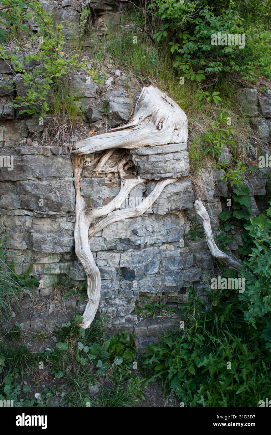 Dead root system hi-res stock photography and images - Alamy