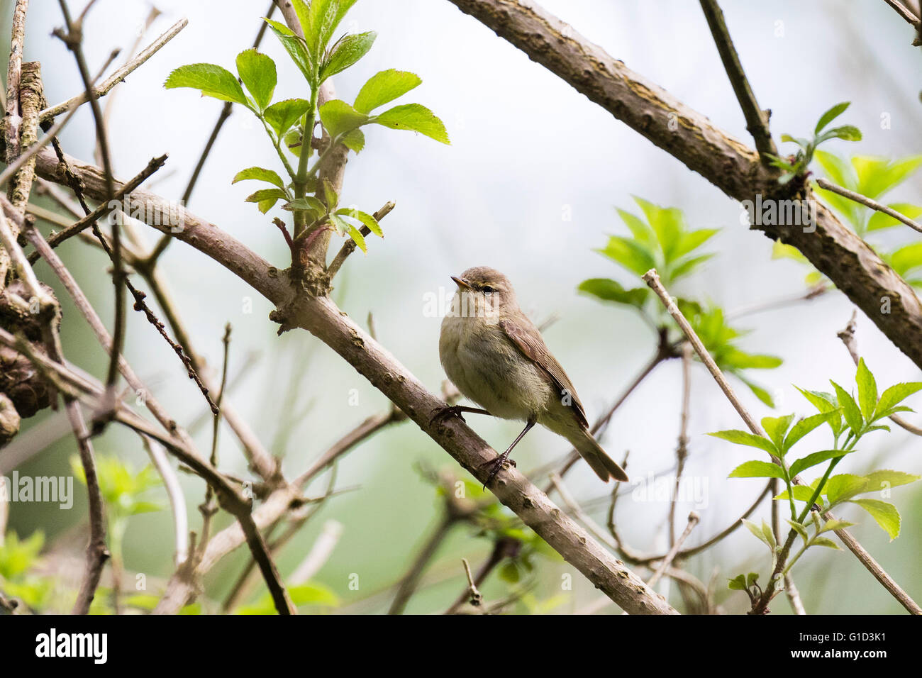 A spring chiff chaff in Newborough Forest on Anglesey Wales Stock Photo ...