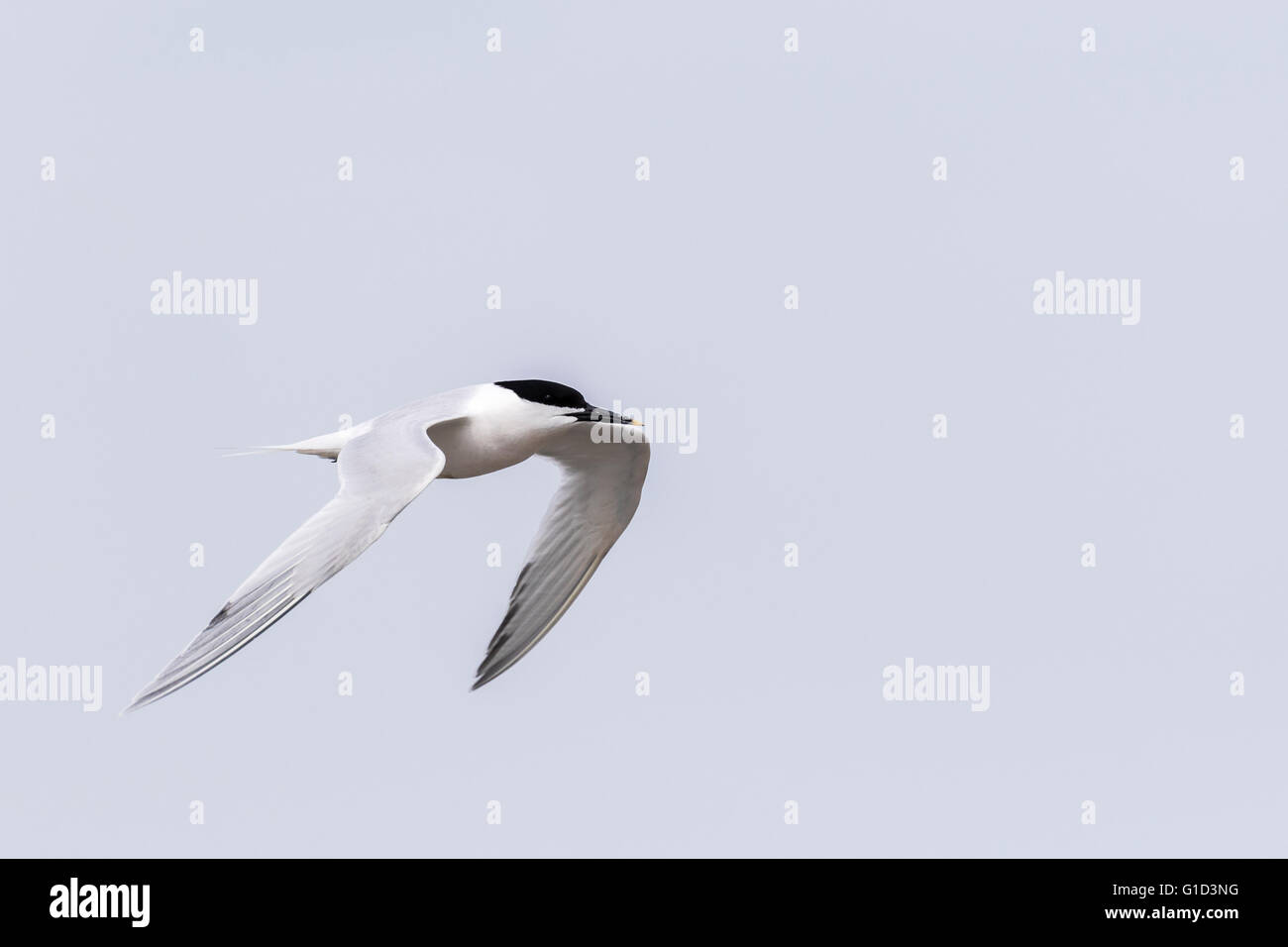 Sandwich tern sterna thalasseus hi-res stock photography and images - Alamy