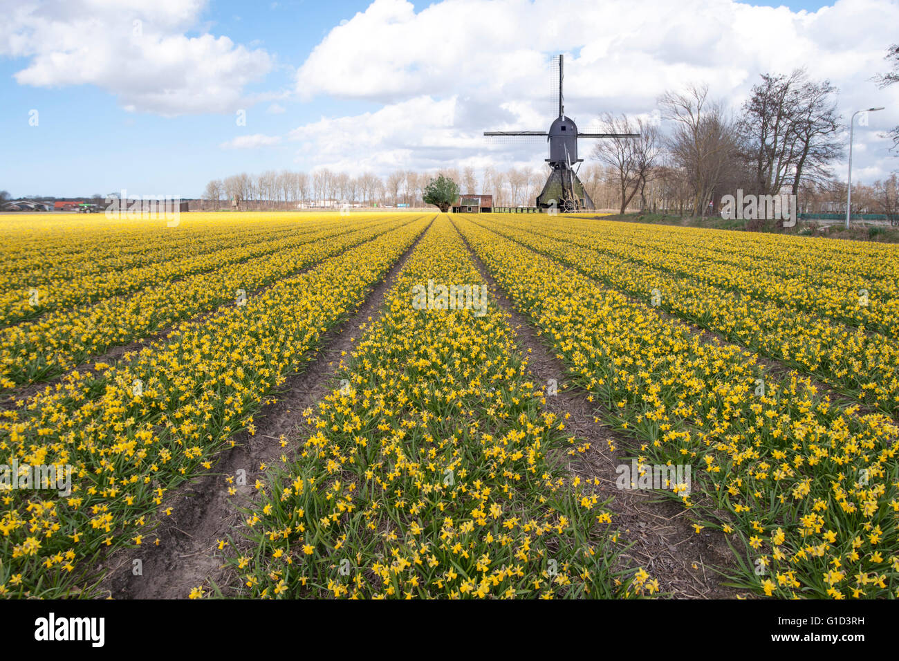 Yellow daffodil bulb farm at Lisse and Hilligome during the Dutch ...