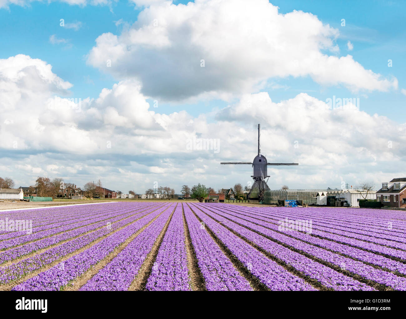 Holland bulb fields windmill hi-res stock photography and images - Alamy