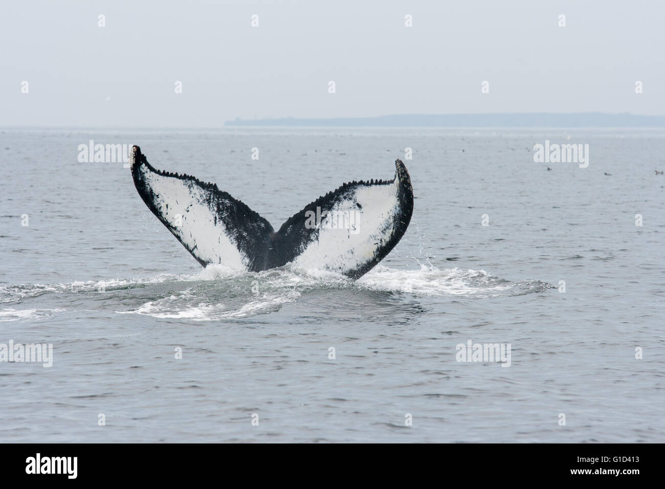 Humpback Whale fluking in the Gulf of St. Lawrence off the coast of ...