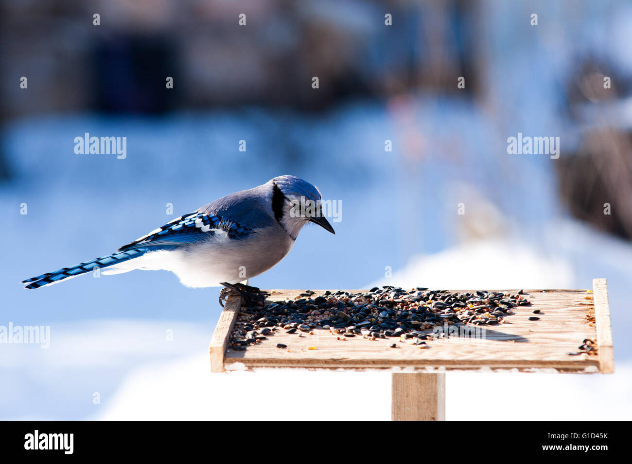 Blue Jay feeding at feed platform Stock Photo - Alamy