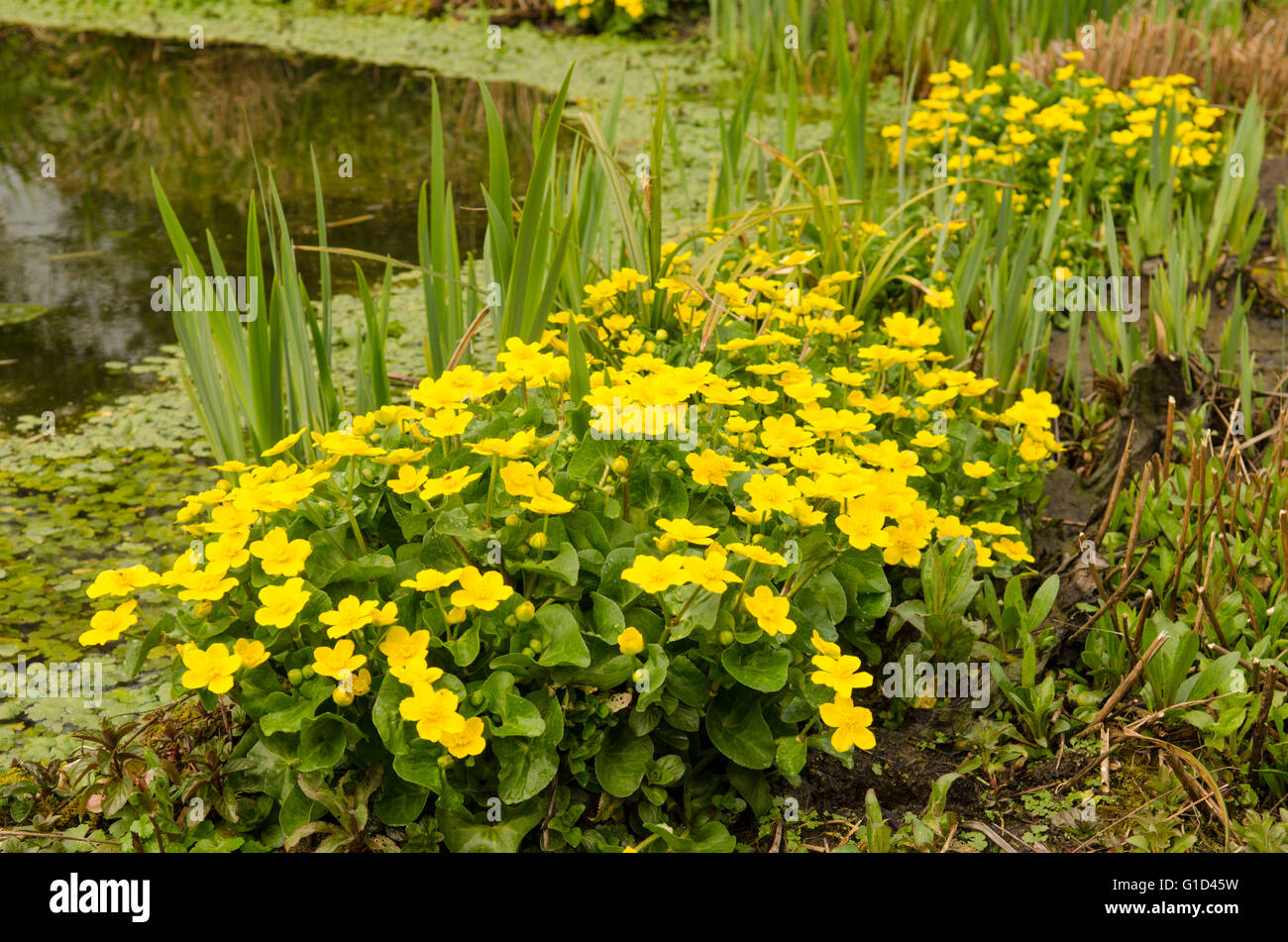 Marsh Marigolds or Kingcups [Caltha palustris] Dorset UK April Stock ...