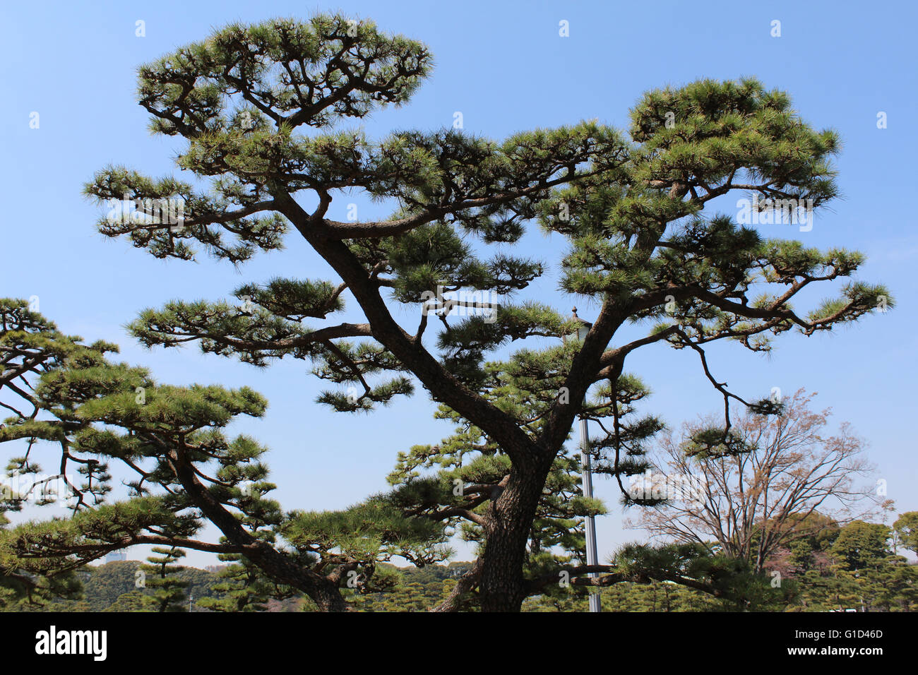 Trip to Japan 2016 Stock Photo - Alamy