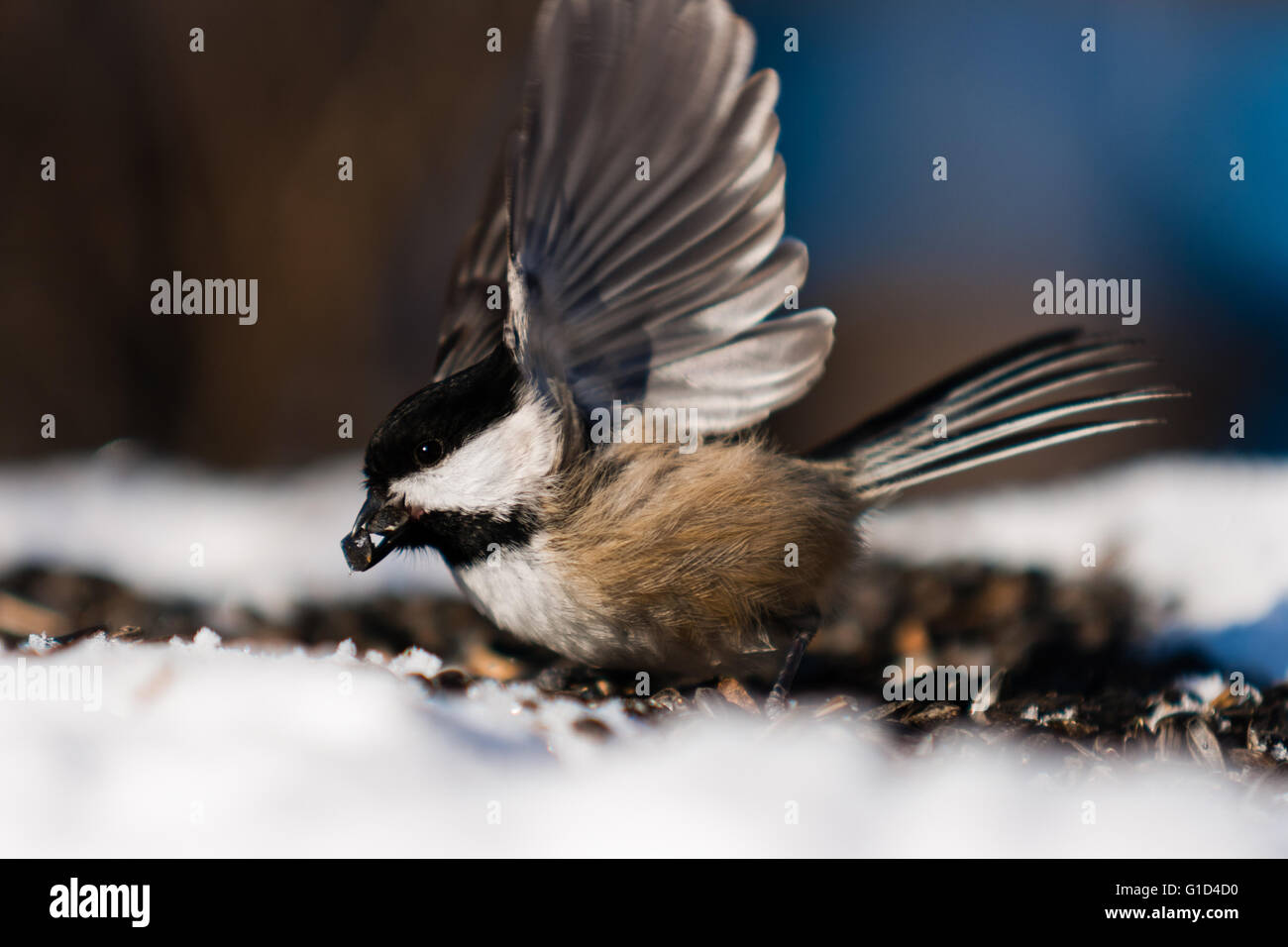 Black-capped Chickadee eating with wings open Stock Photo - Alamy