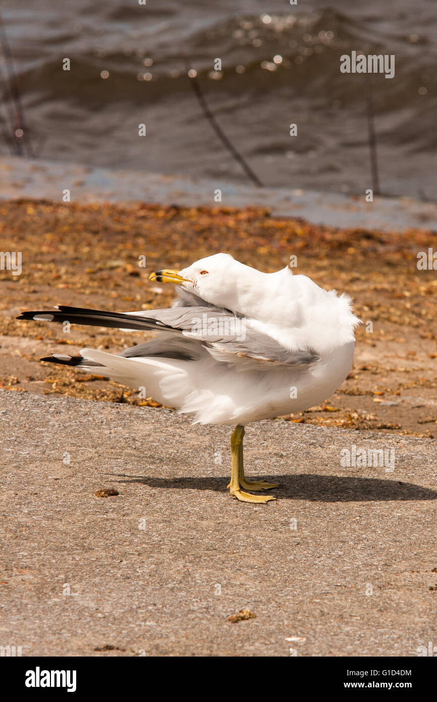 Billed stock hi-res stock photography and images - Alamy