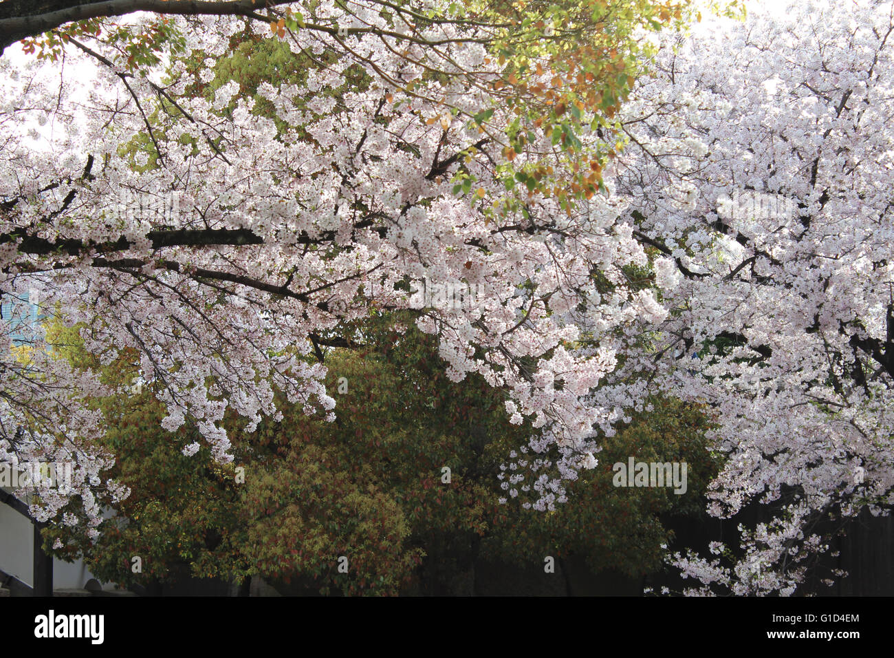 Trip to Japan 2016 Stock Photo - Alamy