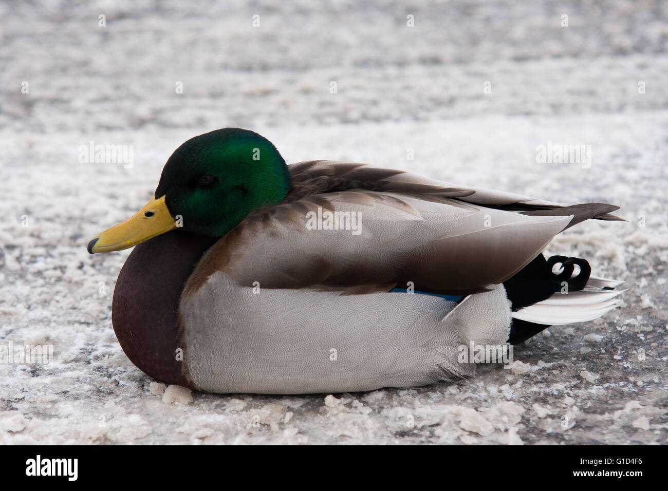 Mallard Duck (male) relaxed Stock Photo - Alamy