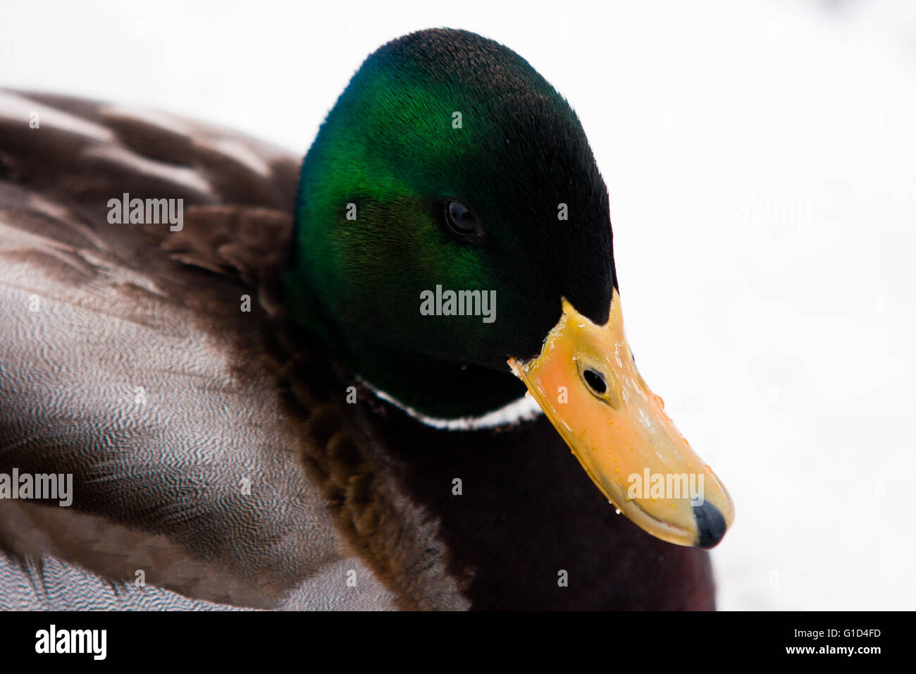 Mallard Duck (Male) Close-up of head Stock Photo - Alamy