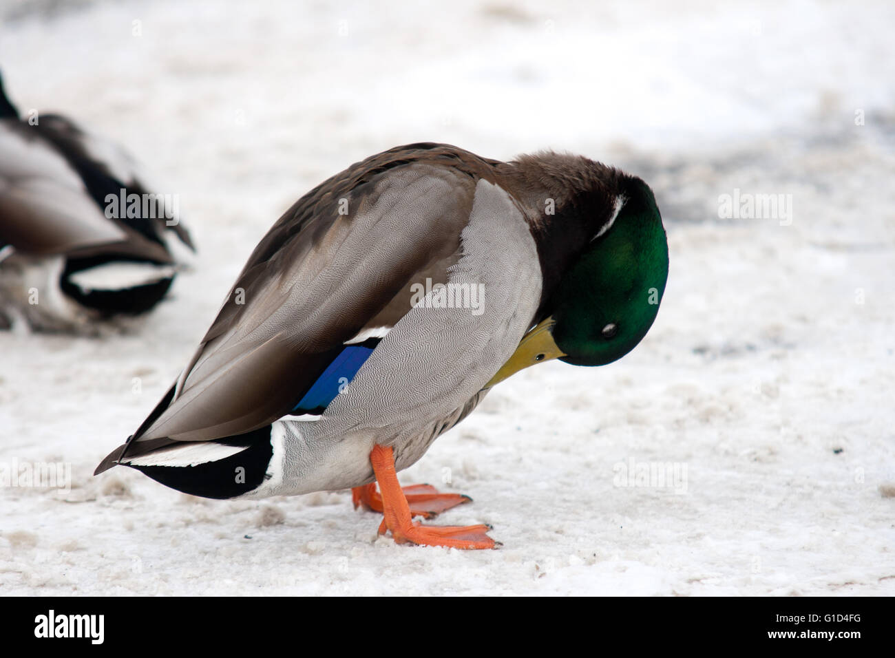 Mallard Duck preening (Male Stock Photo - Alamy