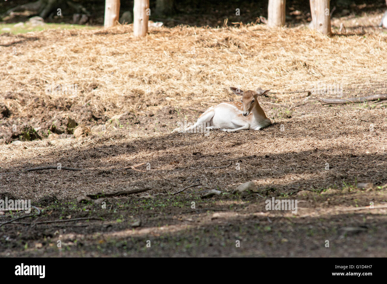 Fawn sunning in the morning light Stock Photo - Alamy