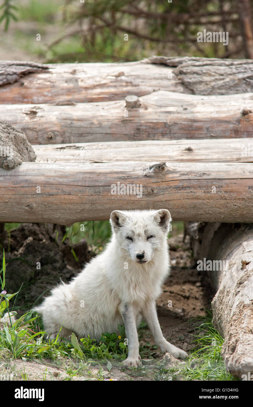 Arctic fox with a deer fly on his nose Stock Photo - Alamy