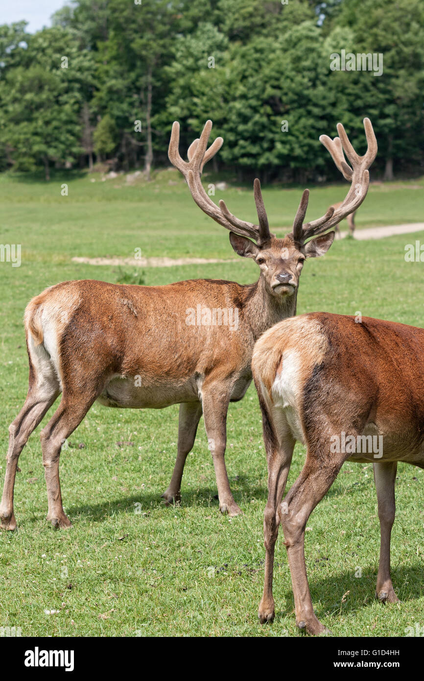 Two adult elk hi-res stock photography and images - Alamy