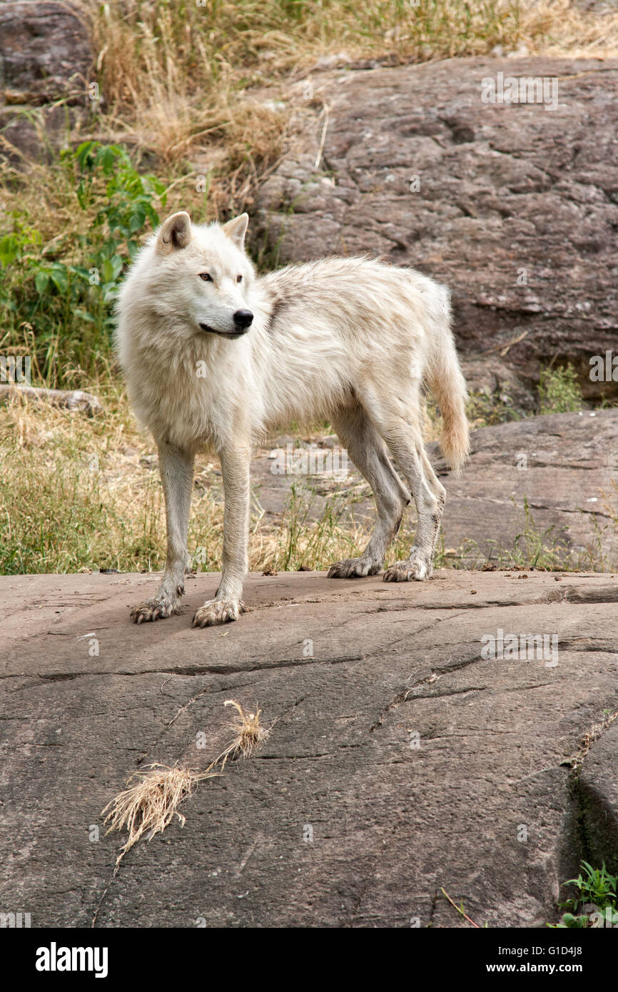 Caged wolf hi-res stock photography and images - Alamy