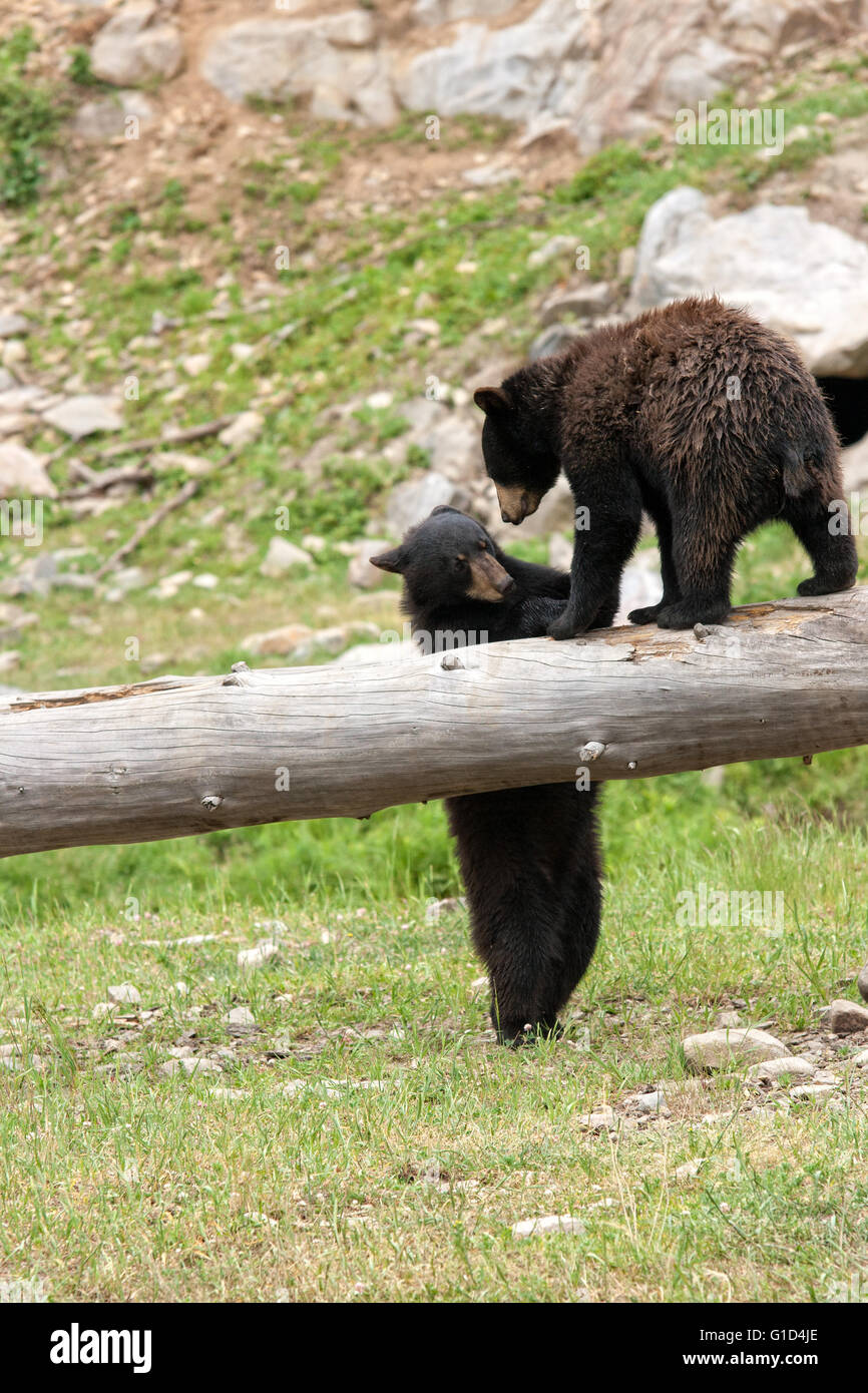 Bear cubs playing Stock Photo - Alamy