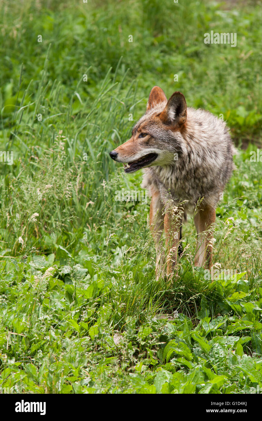 Coyote looking to its right side Stock Photo - Alamy