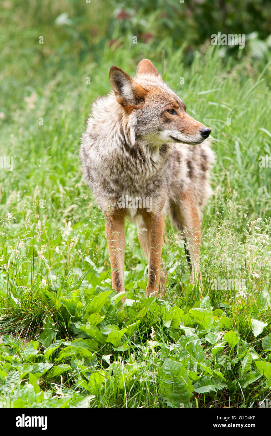 Coyote looking to its left side. Facial profile Stock Photo - Alamy
