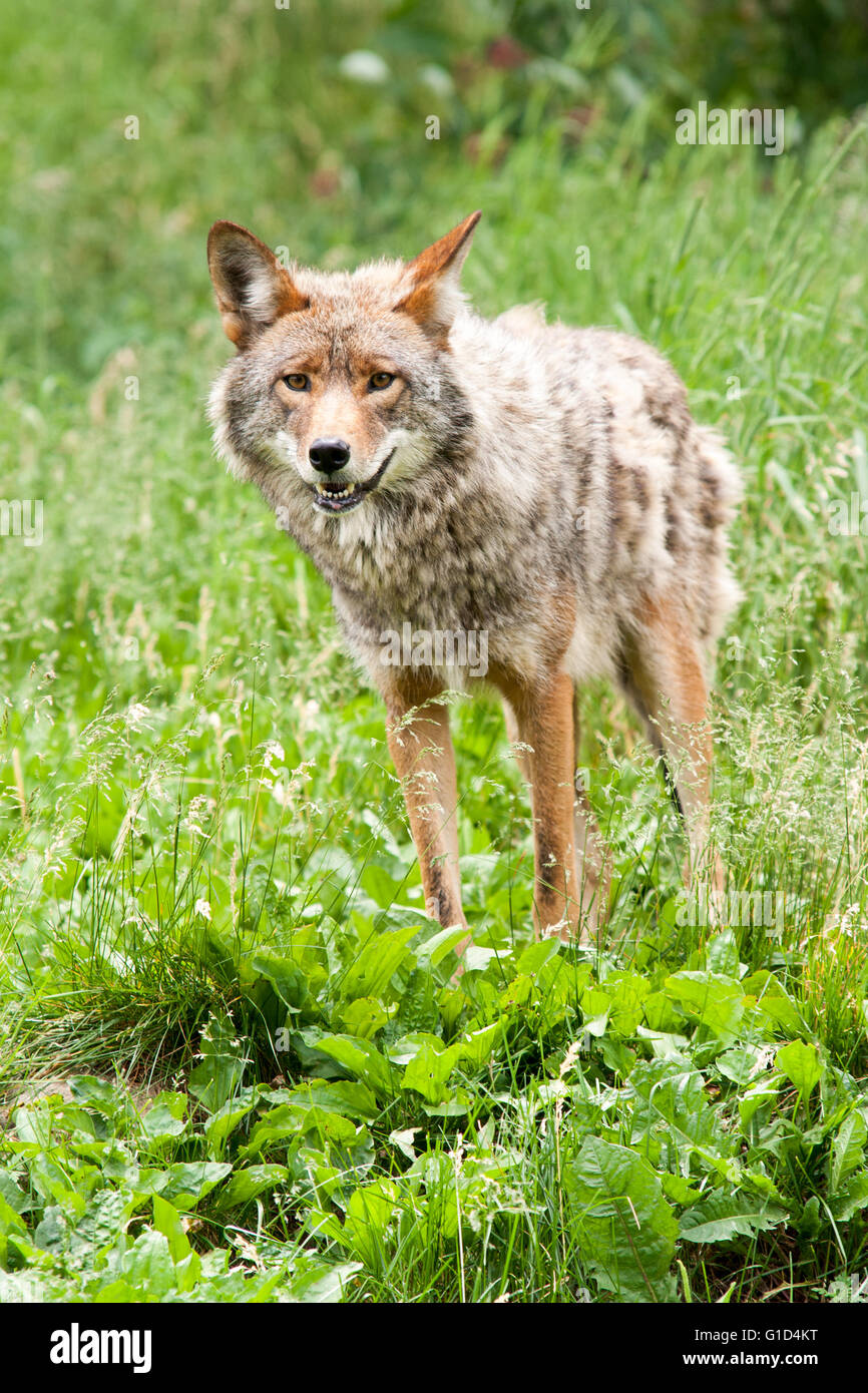 Coyote full body hi-res stock photography and images - Alamy