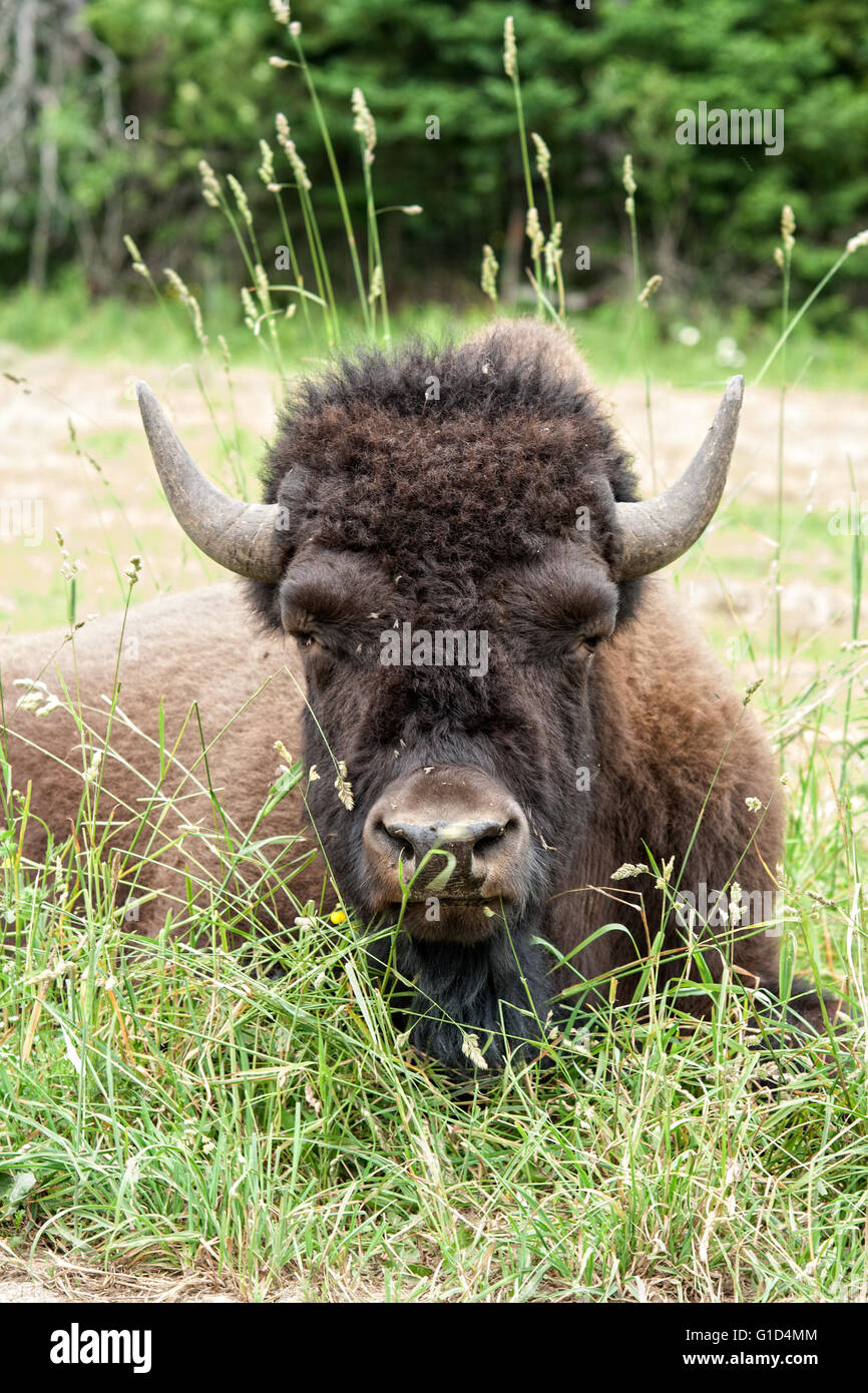 American bison full body hi-res stock photography and images - Alamy
