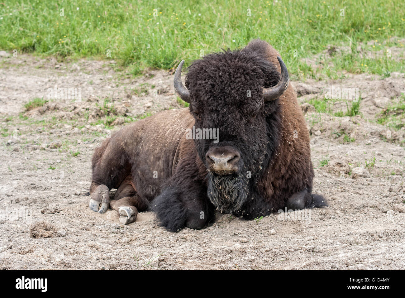 Bison laying down hi-res stock photography and images - Alamy