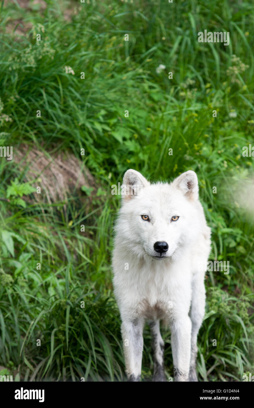 Arctic wolf surrounded by green grass Stock Photo - Alamy