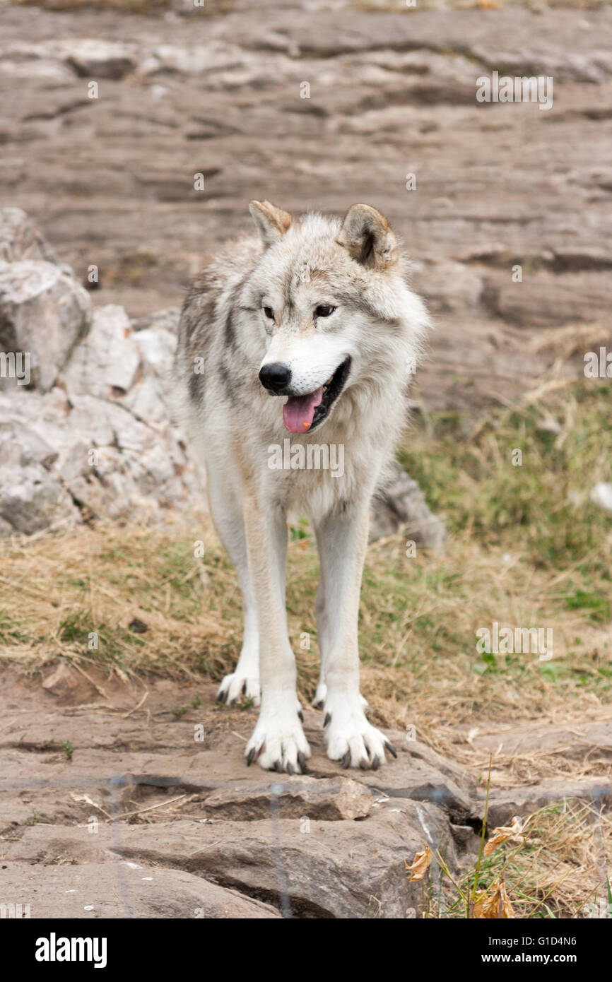 Arctic wolf grass field hi-res stock photography and images - Alamy