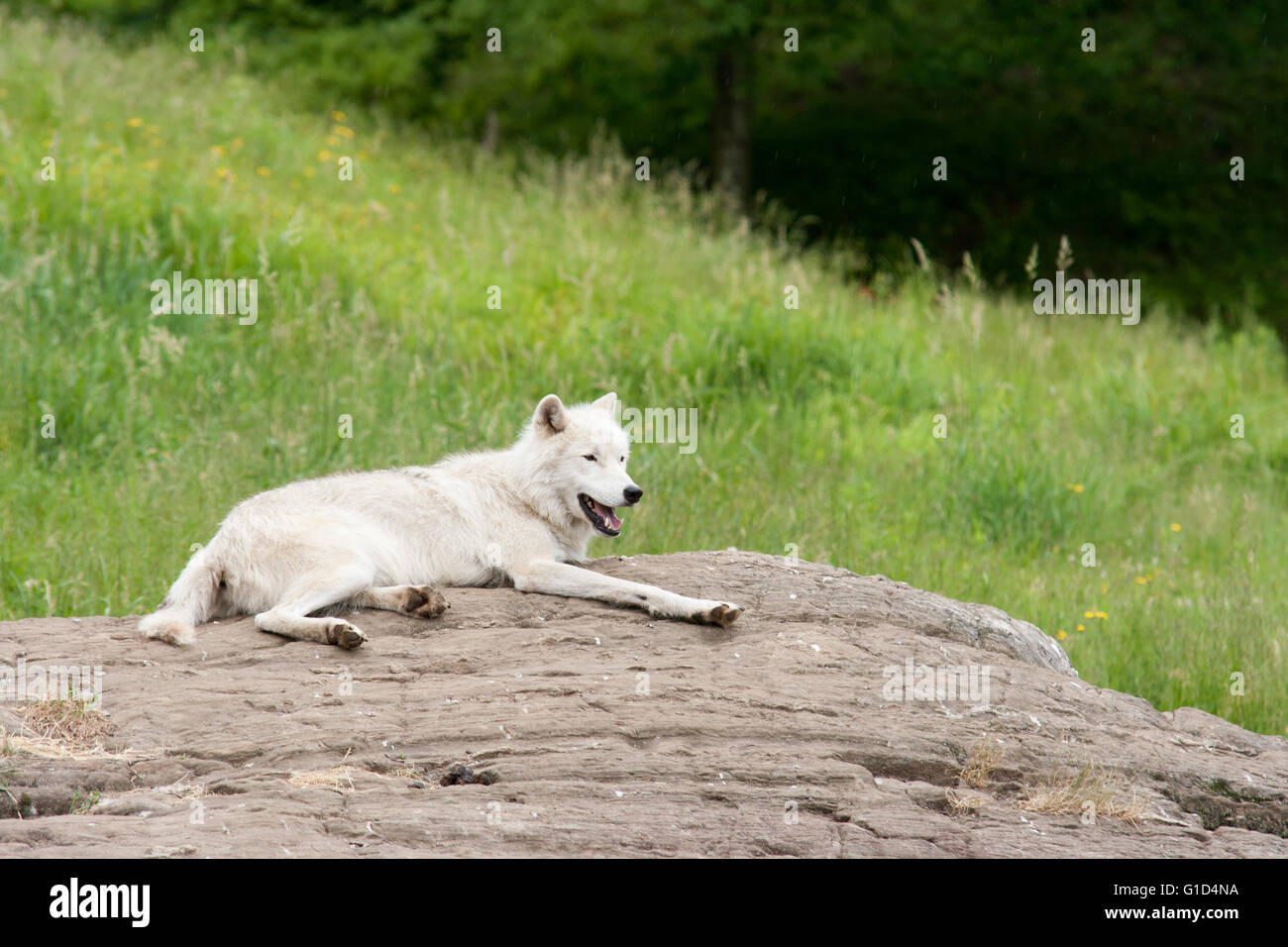 Arctic wolf grass field hi-res stock photography and images - Alamy
