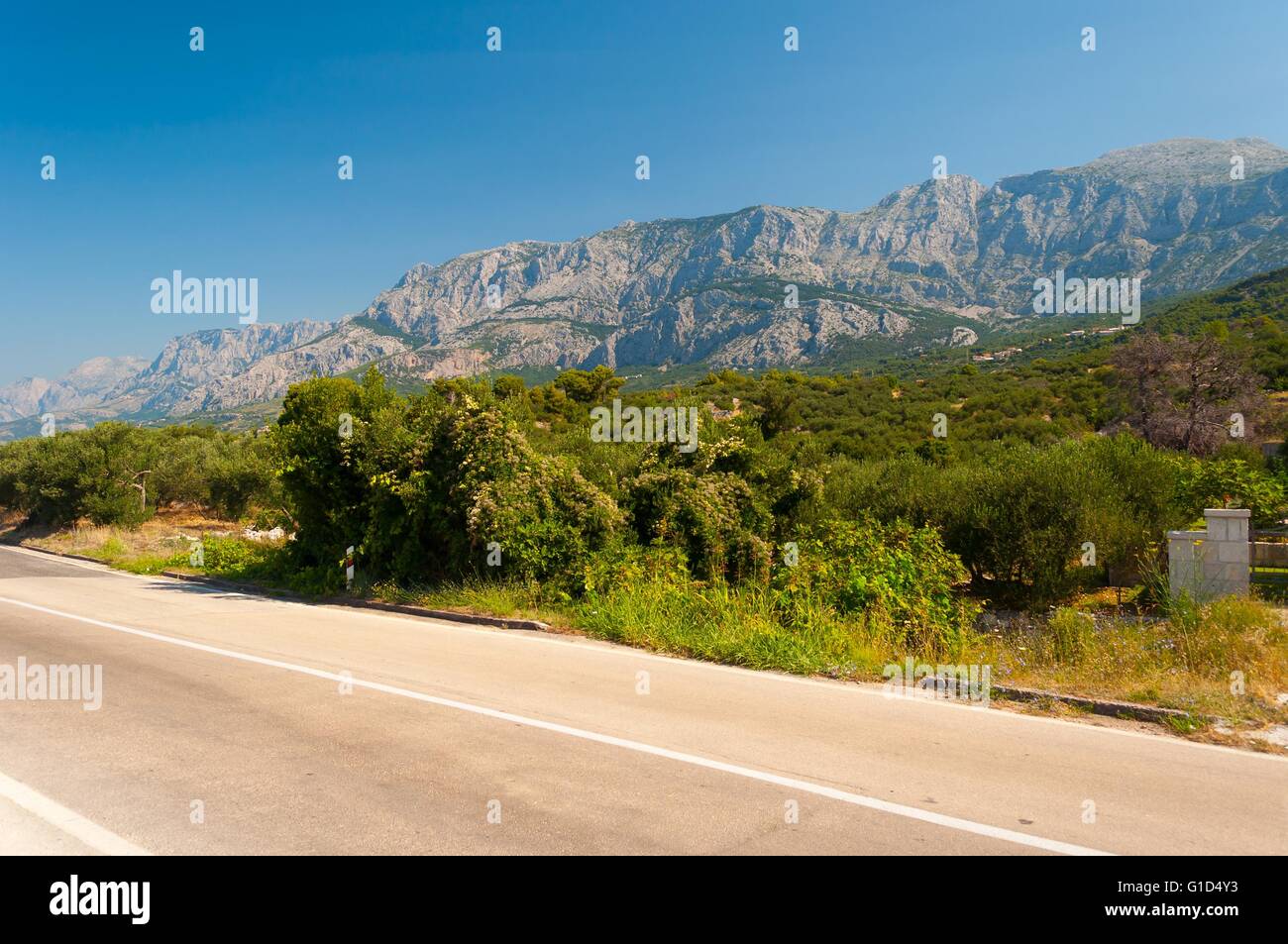 Trees with high croatian mountain Biokovo in background near Tucepi ...