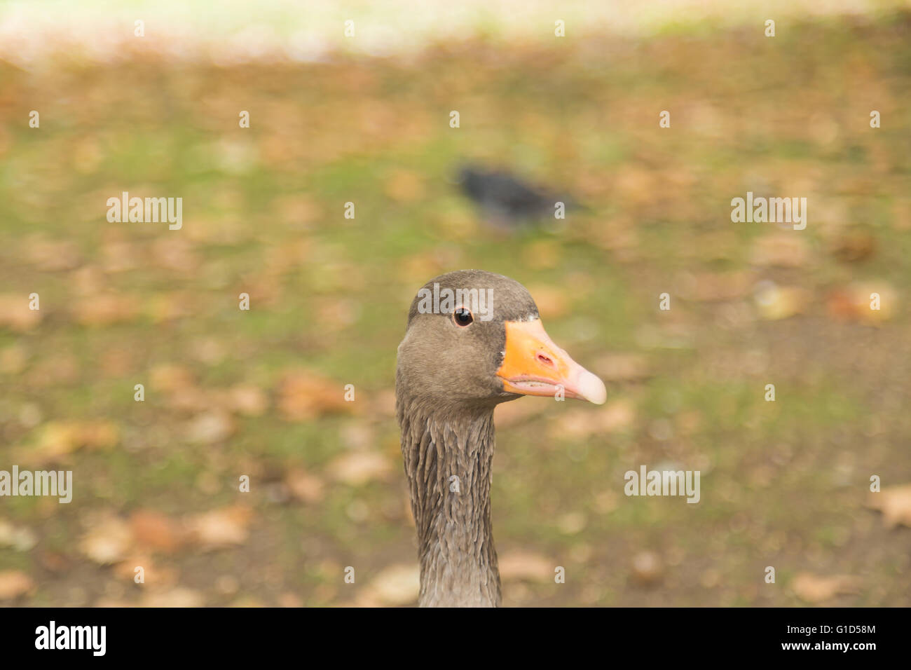 Closeup to the head of a grey geese with an orange bill through a fence ...