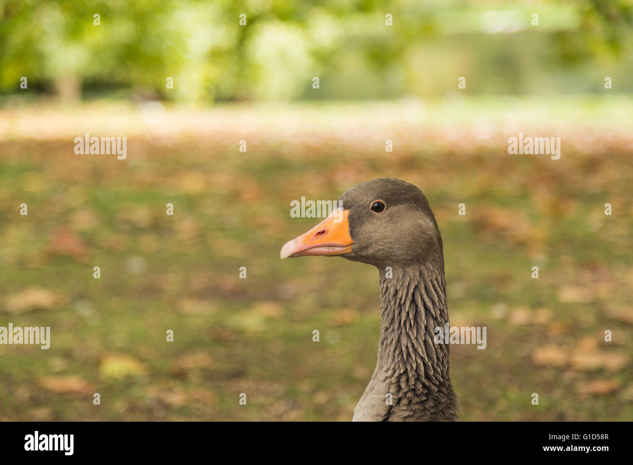 Closeup to the head of a grey geese with an orange bill through a fence ...
